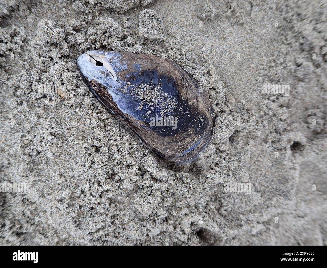 Blue Mussel (Mytilus edulis) Mollusca Stock Photo - Alamy