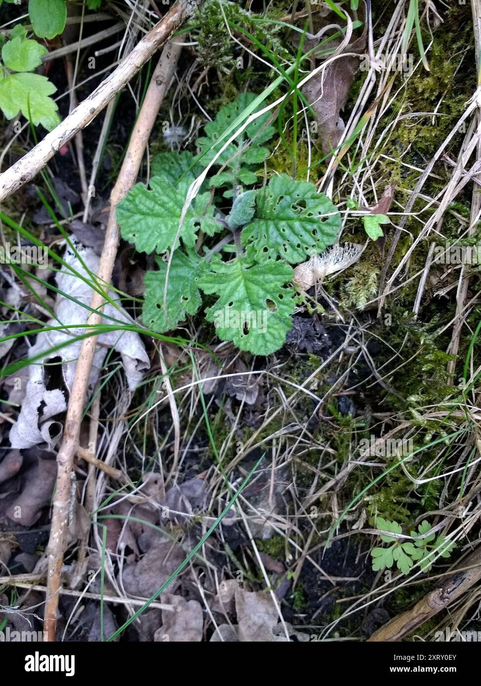 vascular plants (Tracheophyta) Plantae Stock Photo - Alamy
