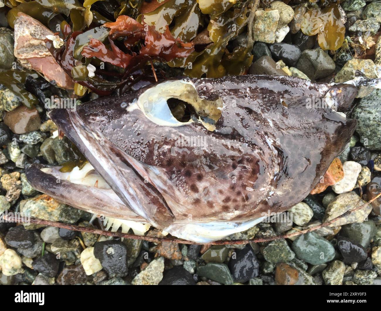 Ophiodon elongatus hi-res stock photography and images - Alamy