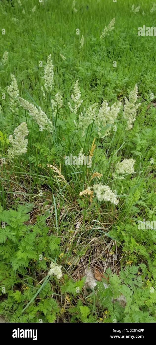 Texas bluegrass (Poa arachnifera) Plantae Stock Photo - Alamy