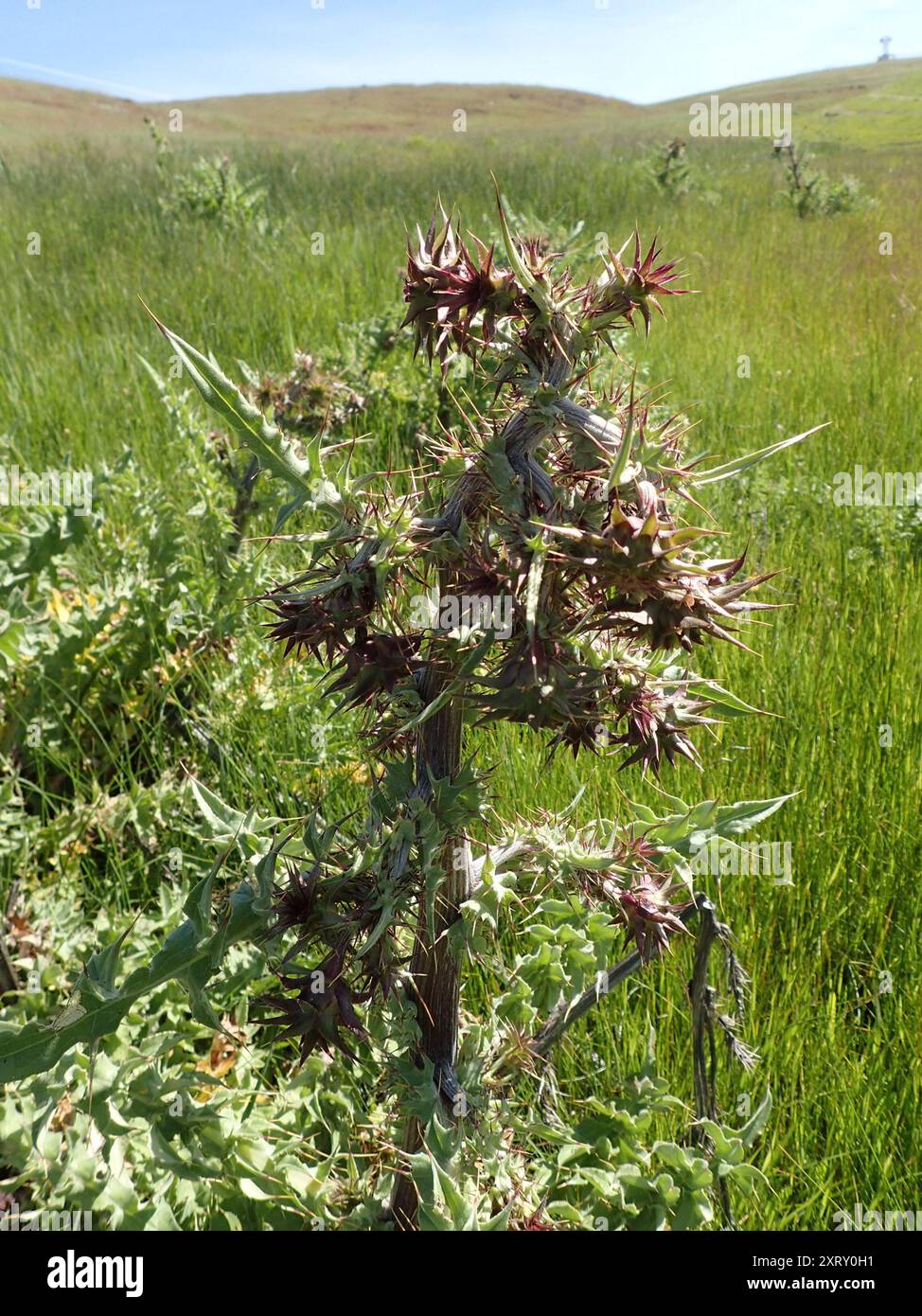 Mount Hamilton fountain thistle (Cirsium fontinale campylon) Plantae ...