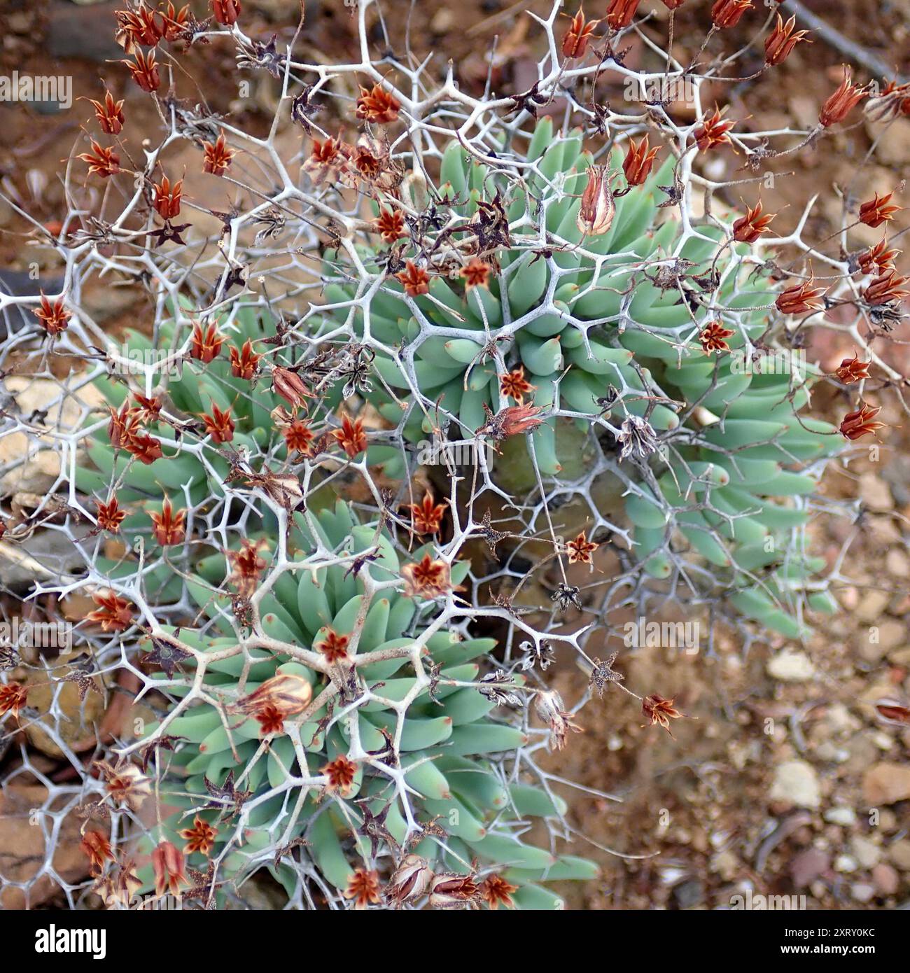 Common Oukoe Butterbush (Tylecodon reticulatus reticulatus) Plantae ...