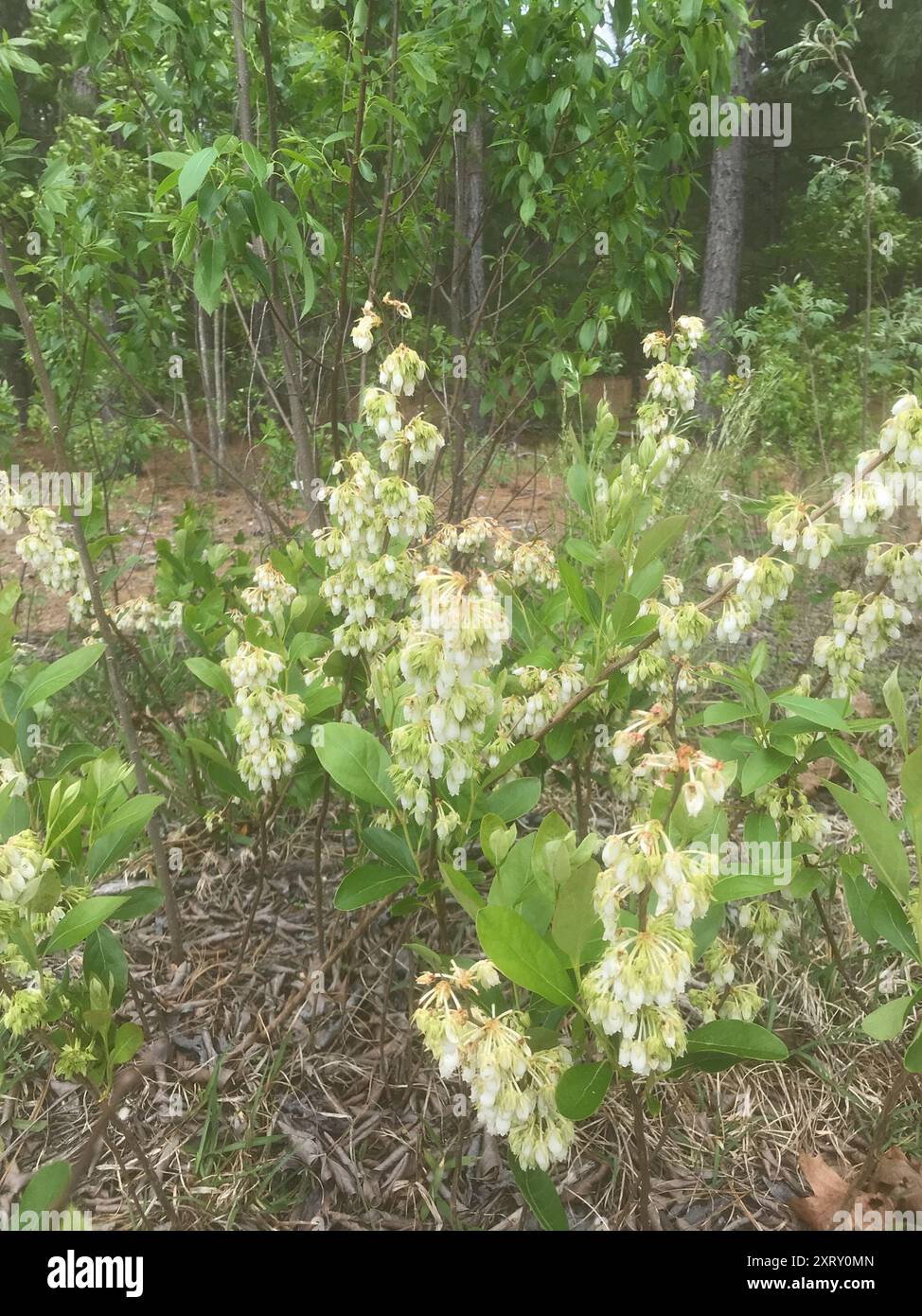 staggerbush (Lyonia mariana) Plantae Stock Photo - Alamy