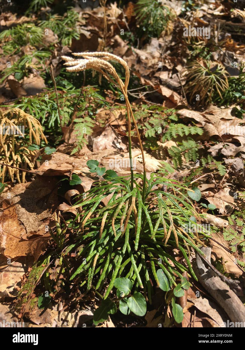 fan clubmoss (Diphasiastrum digitatum) Plantae Stock Photo - Alamy