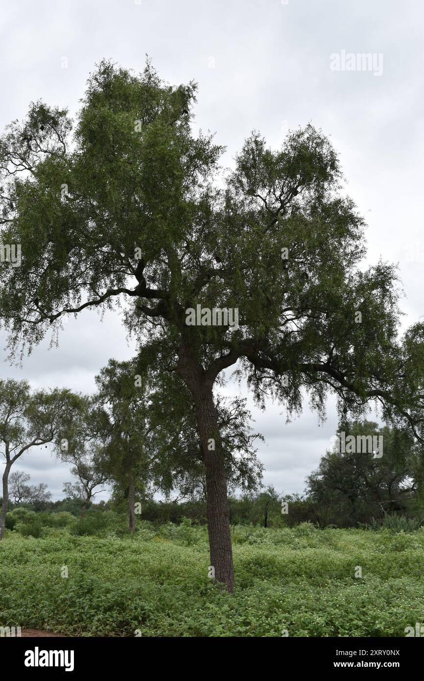 Common White Quebracho (Aspidosperma quebracho-blanco) Plantae Stock ...
