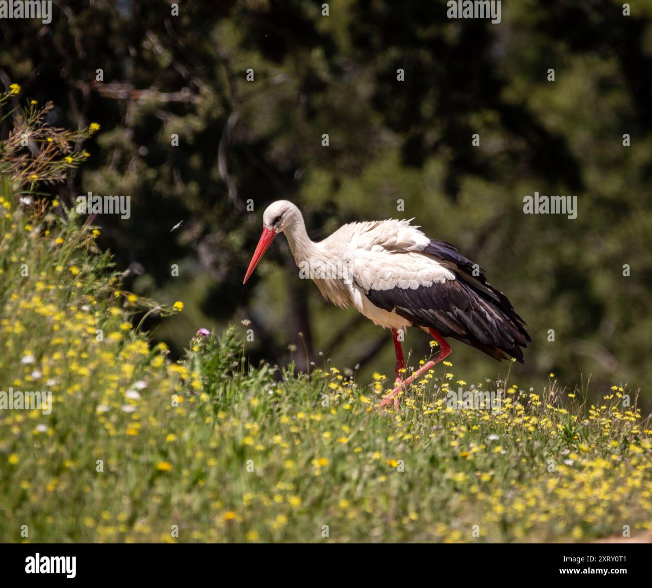 White Stork, Ciconia ciconia, on the ground in a meadow covered in ...