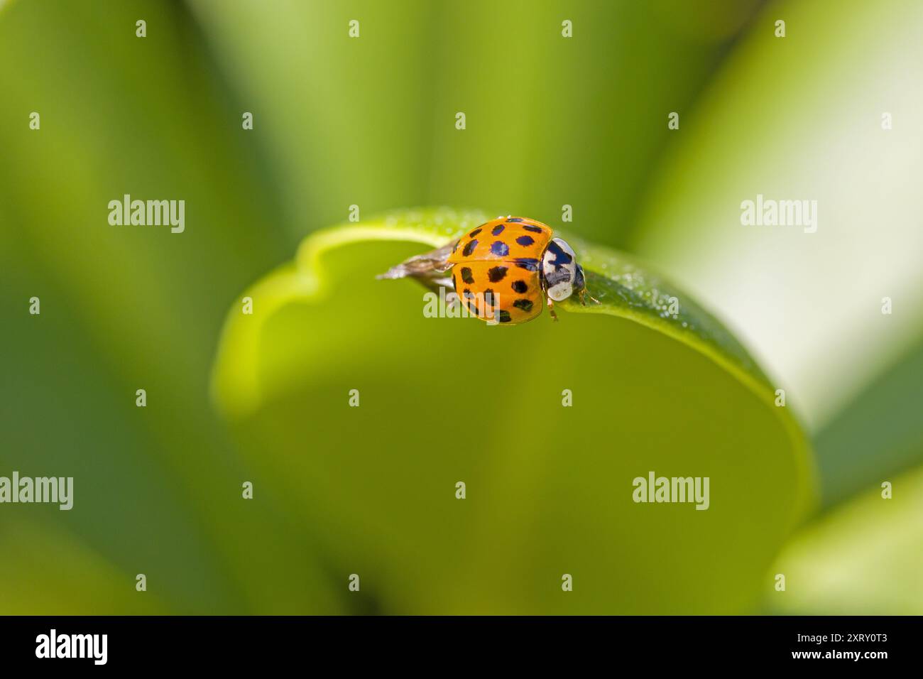 Multicolored asian lady beetle hi-res stock photography and images - Alamy