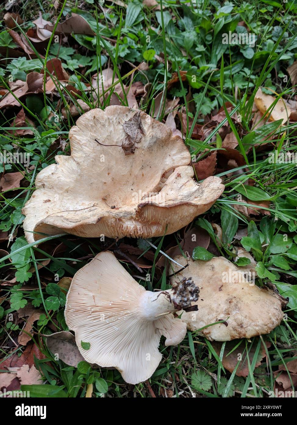 Downy milk cap (Lactarius pubescens) Fungi Stock Photo - Alamy
