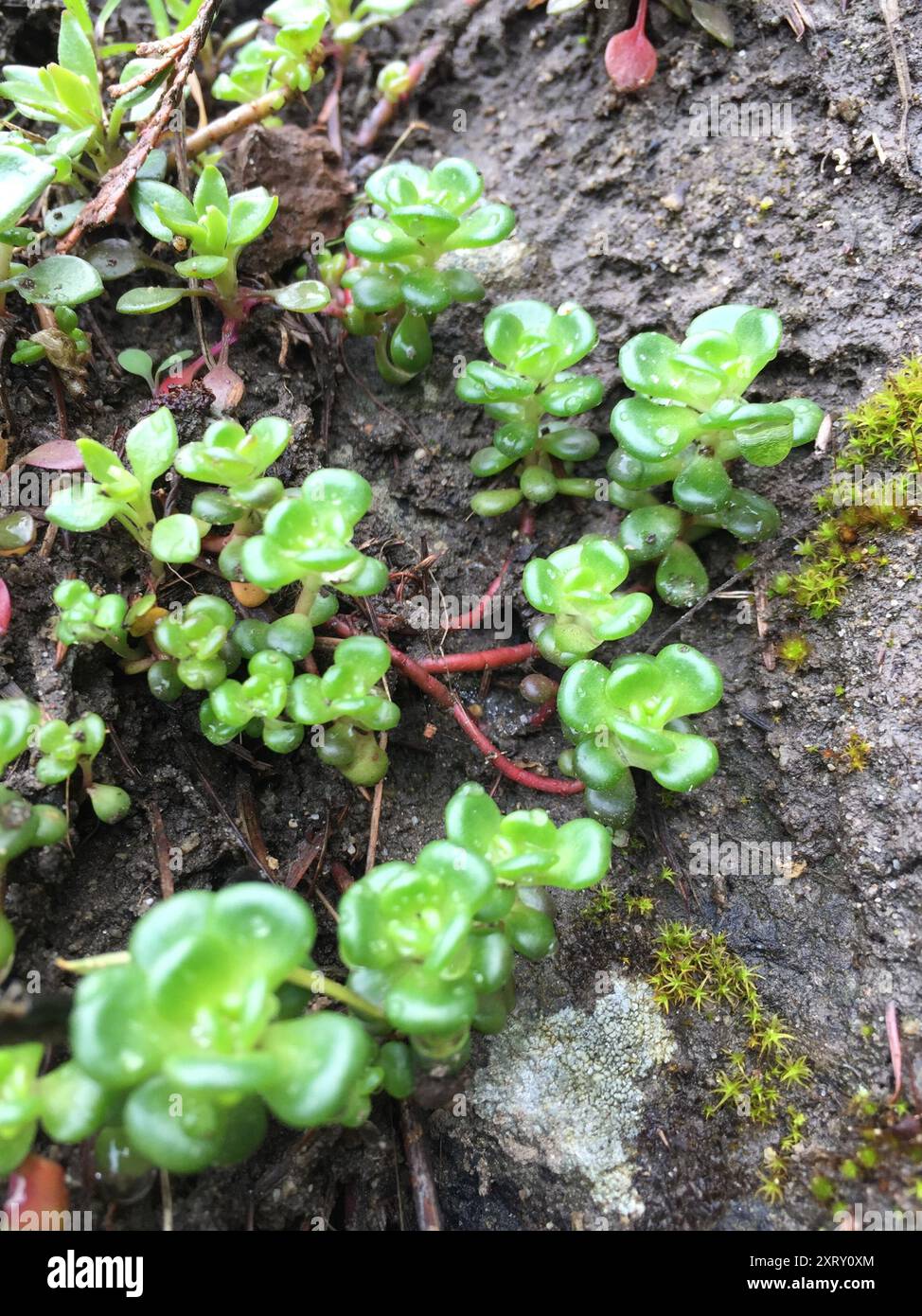 Oregon Stonecrop (Sedum oreganum) Plantae Stock Photo - Alamy
