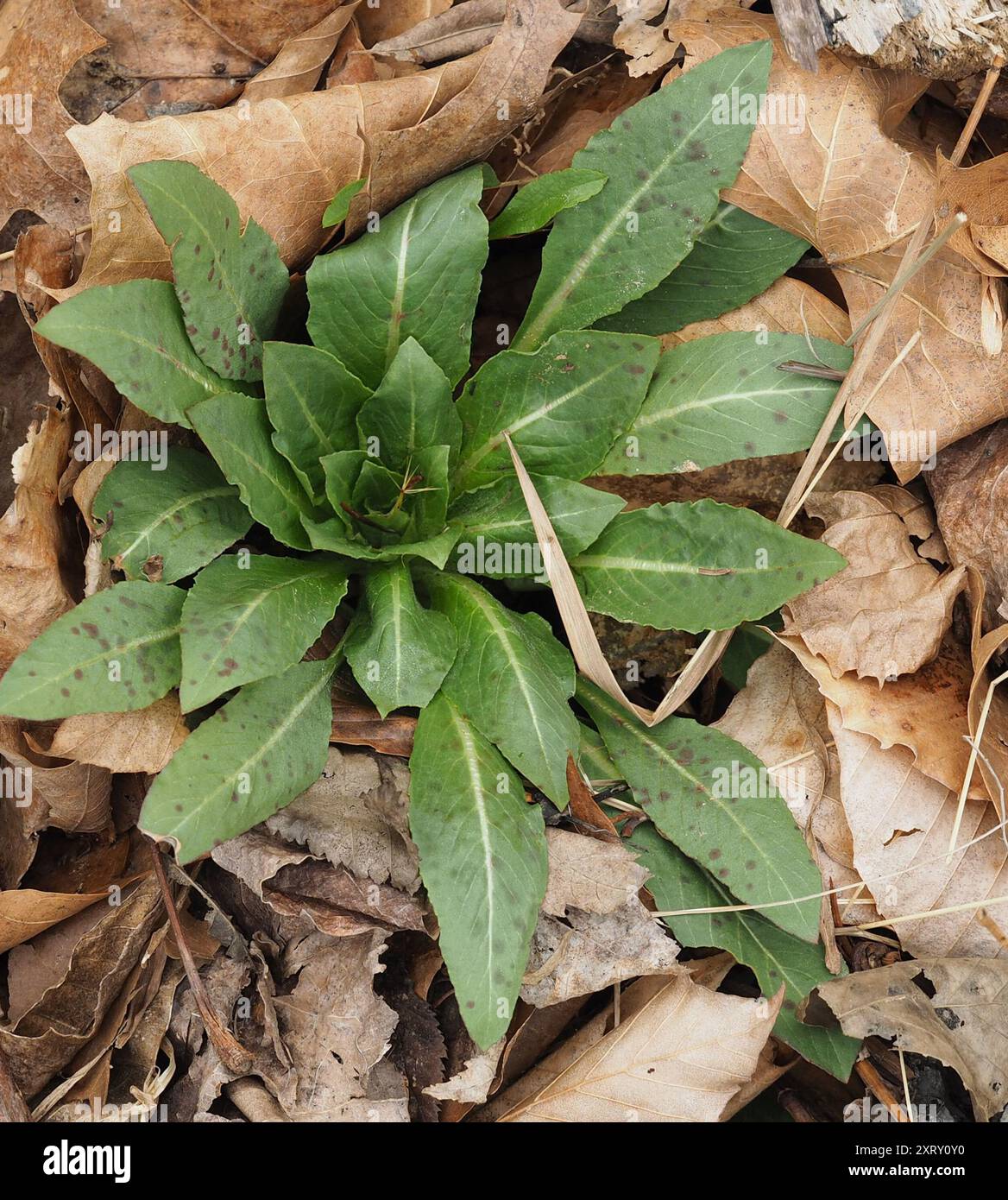 plants (Plantae) Plantae Stock Photo - Alamy