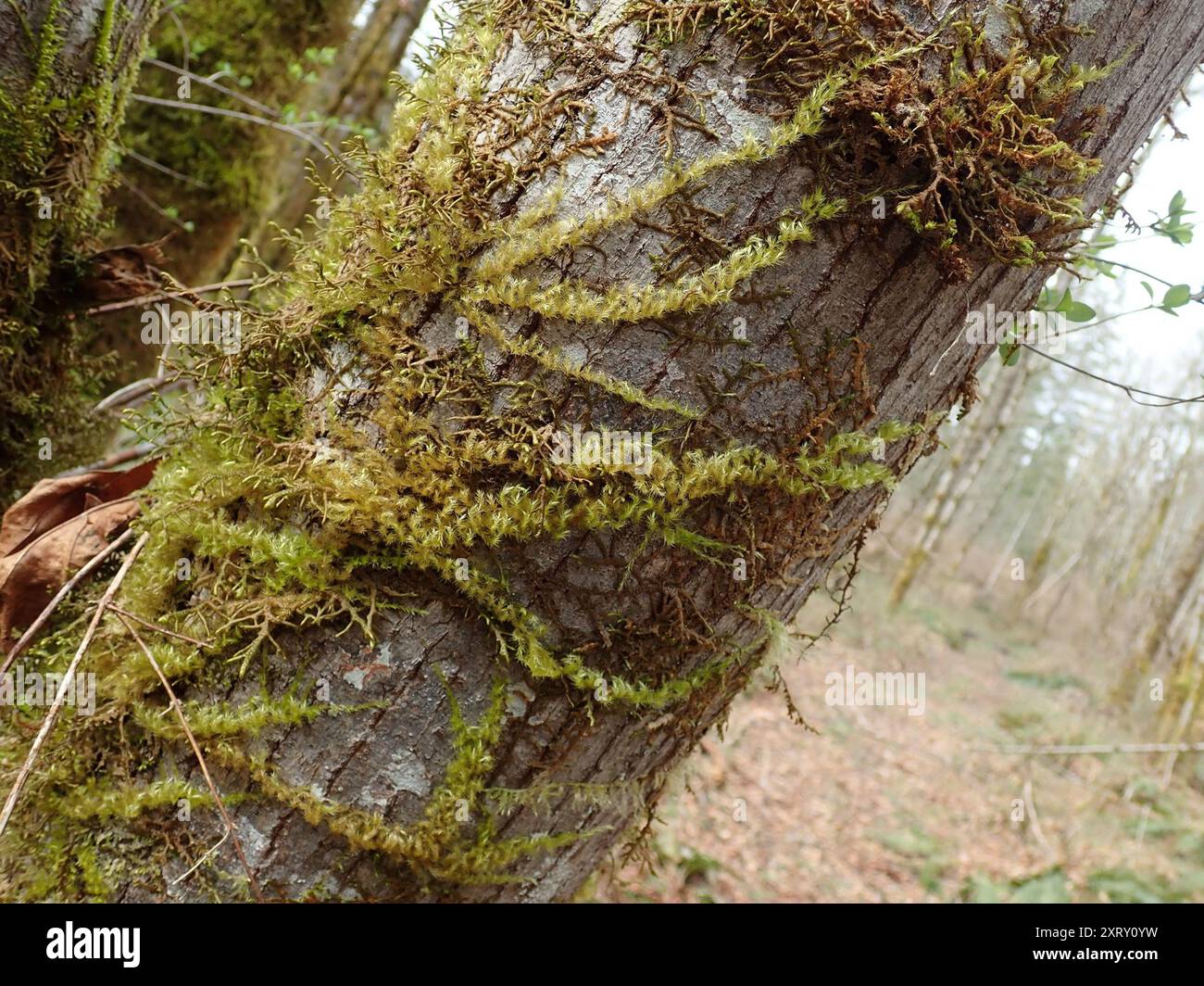 tree mat homalothecium moss (Homalothecium fulgescens) Plantae Stock ...