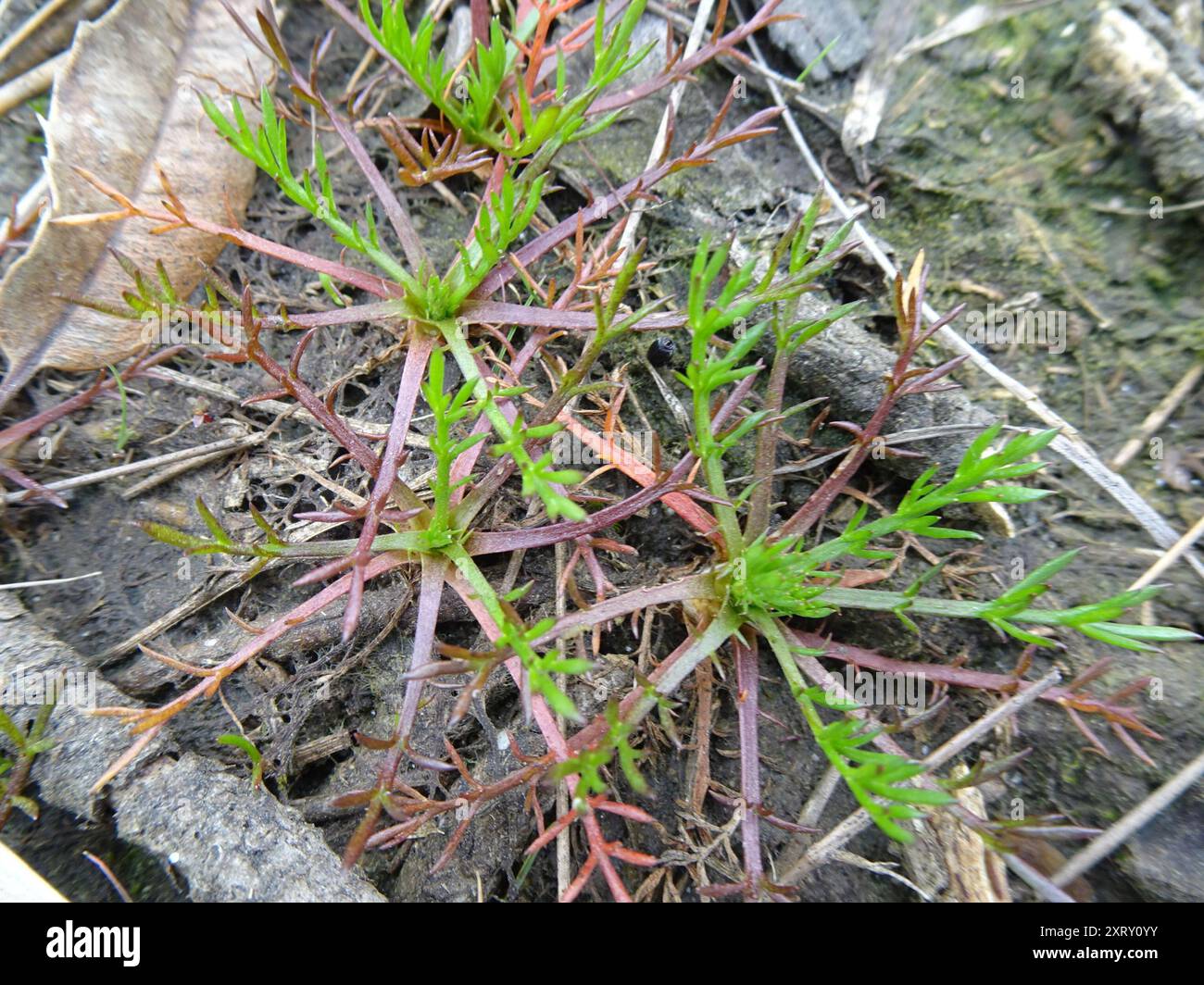 flowering plants (Angiospermae) Plantae Stock Photo - Alamy