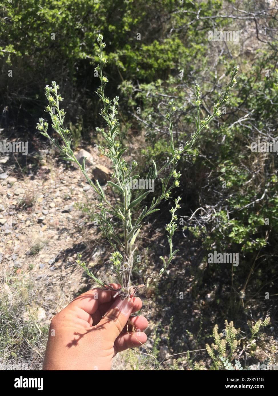 (Lappula occidentalis occidentalis) Plantae Stock Photo - Alamy