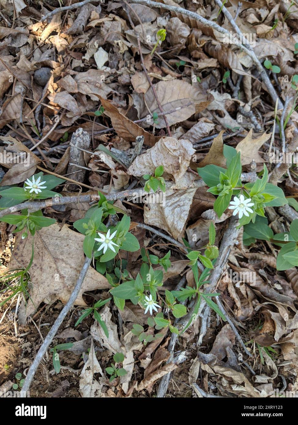 star chickweed (Stellaria pubera) Plantae Stock Photo - Alamy