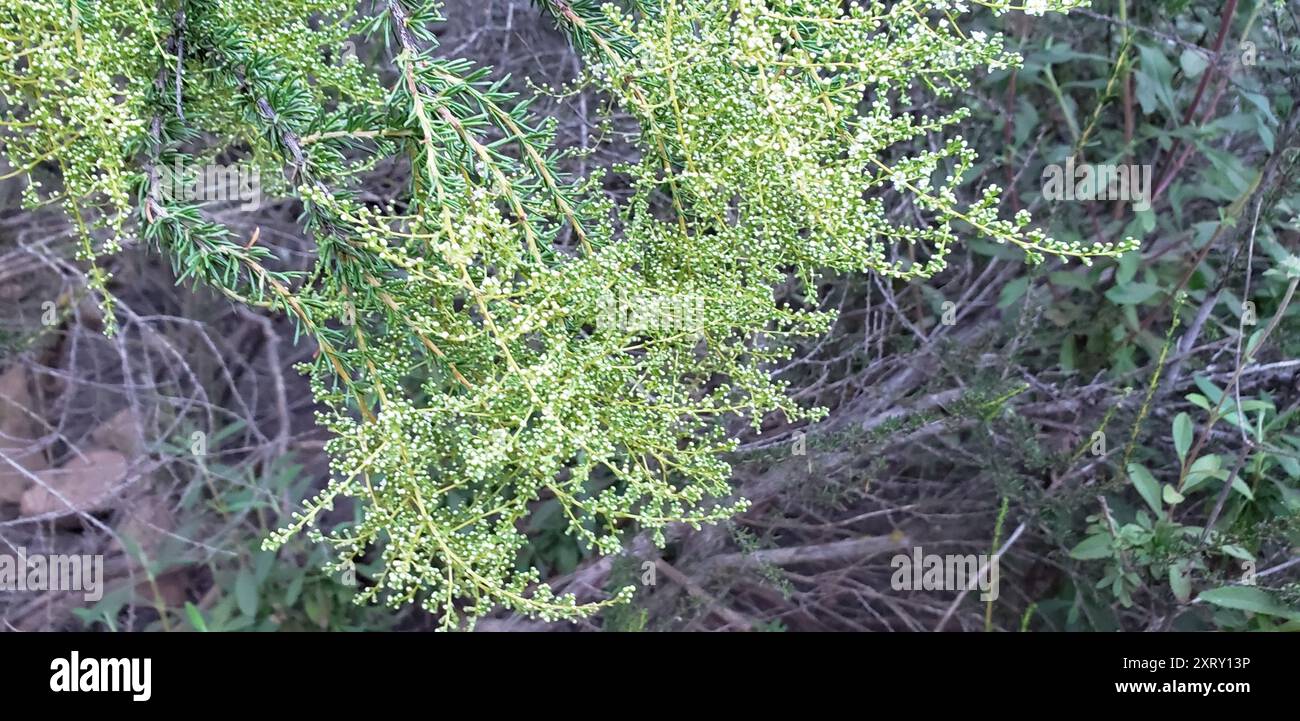 chamise (Adenostoma fasciculatum) Plantae Stock Photo - Alamy