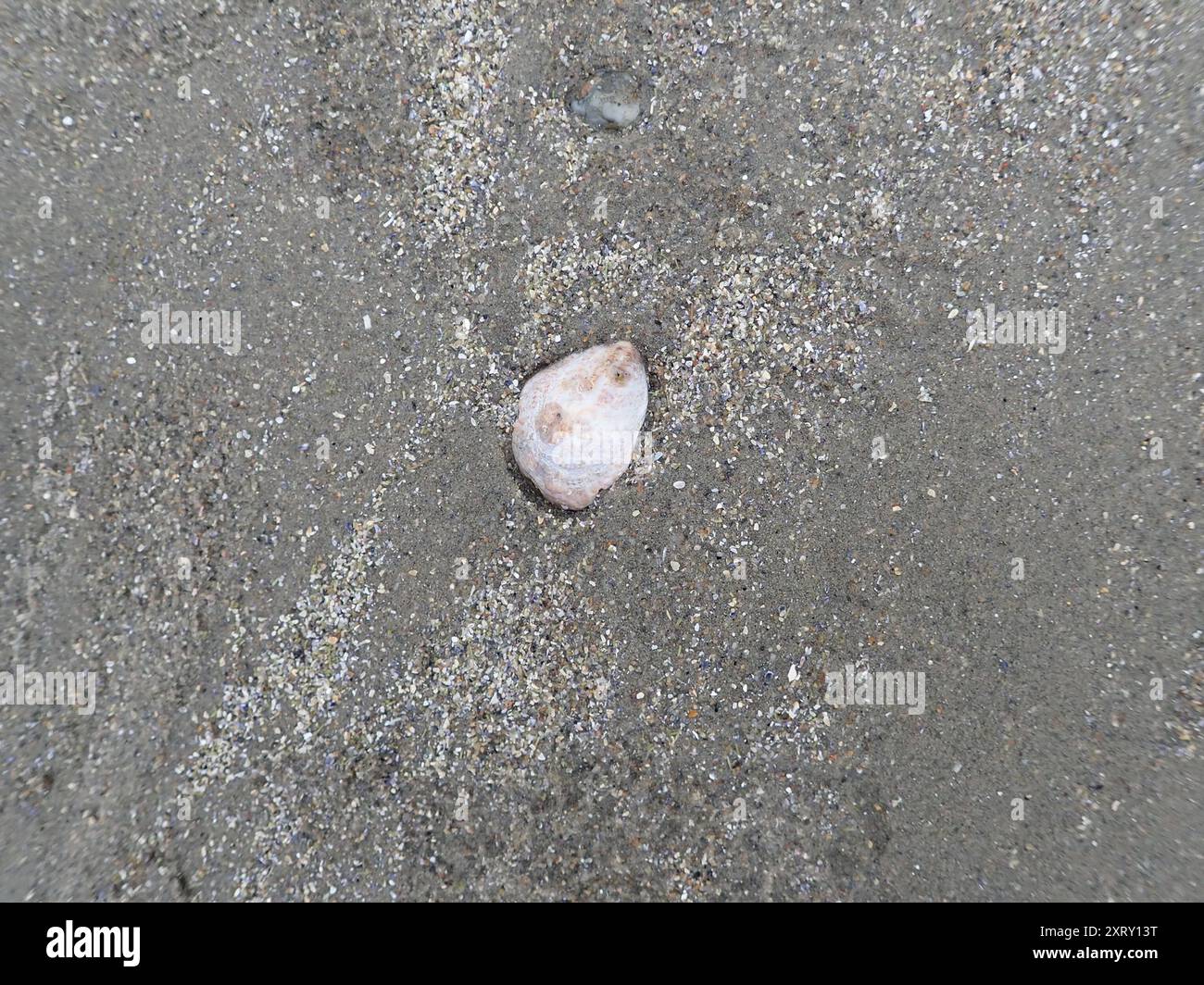 Common Atlantic Slippersnail (Crepidula fornicata) Mollusca Stock Photo ...