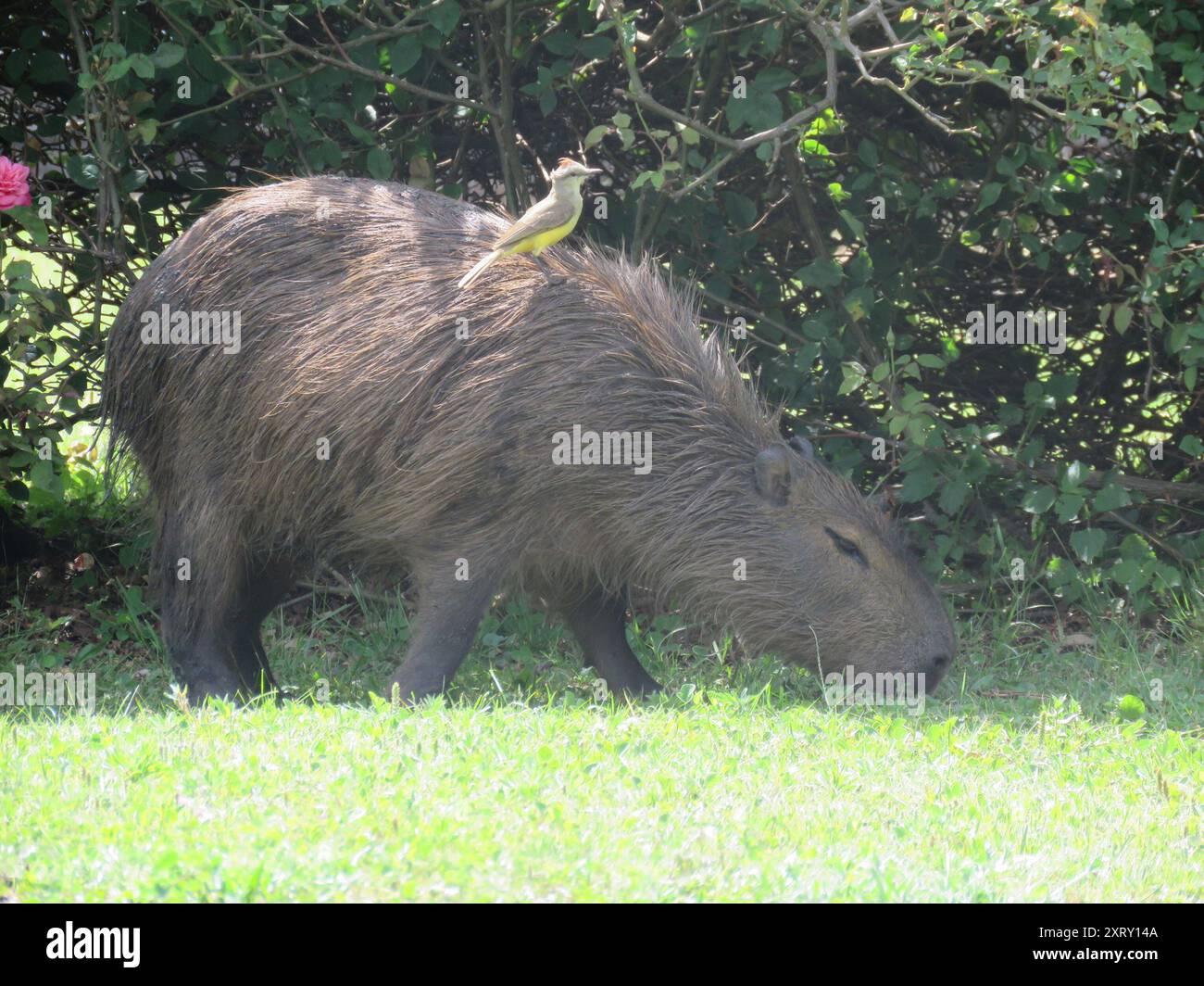 Cattle Tyrant (Machetornis rixosa) Aves Stock Photo - Alamy