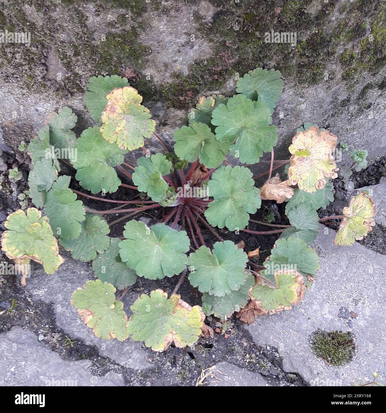 Dove's-foot crane's-bill (Geranium molle) Plantae Stock Photo - Alamy