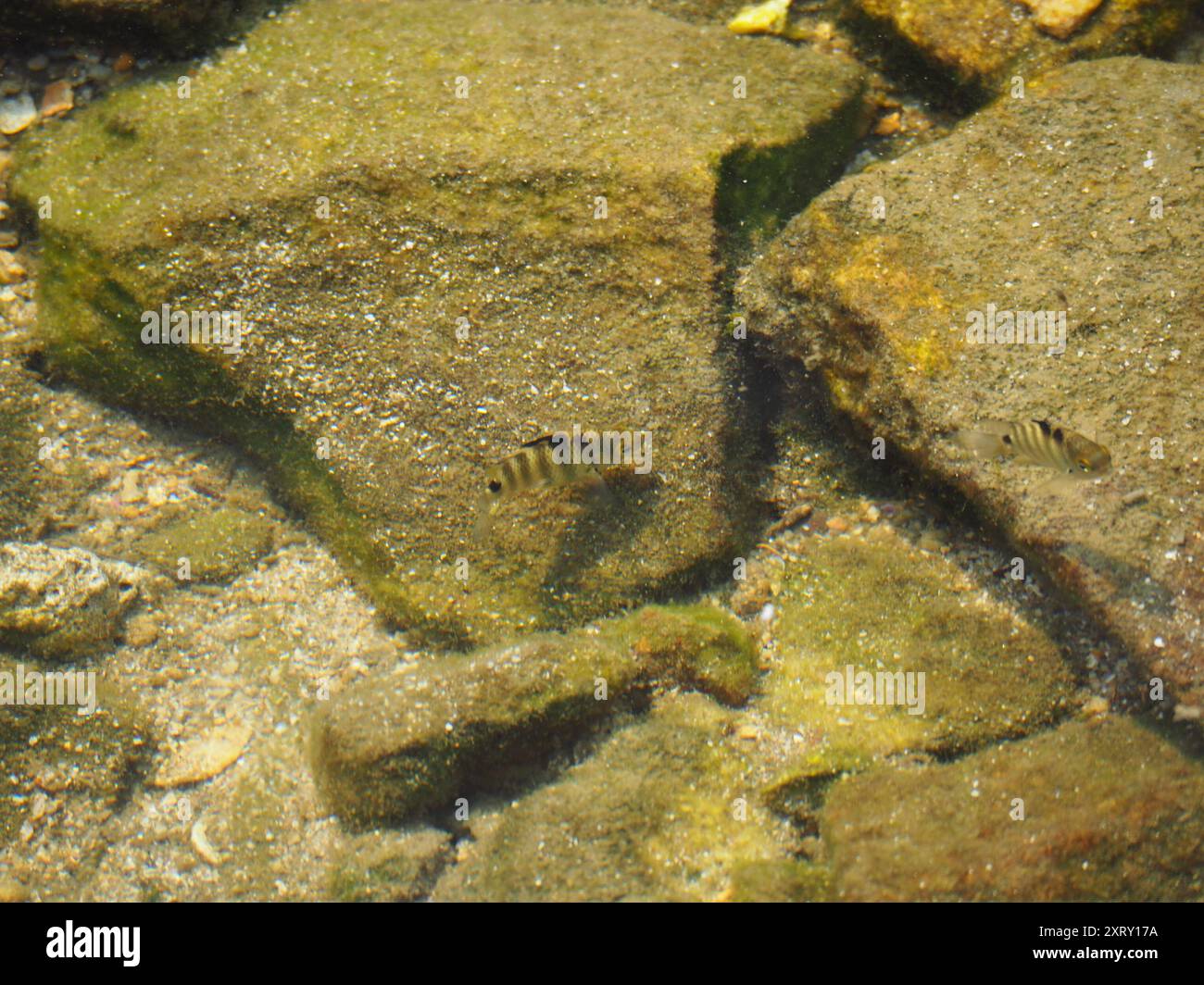 Banded Sergeant (Abudefduf septemfasciatus) Actinopterygii Stock Photo ...