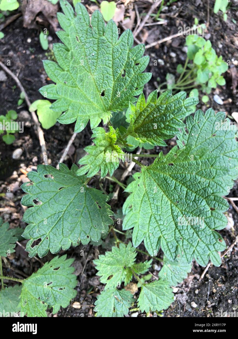 Dwarf Nettle (Urtica urens) Plantae Stock Photo - Alamy