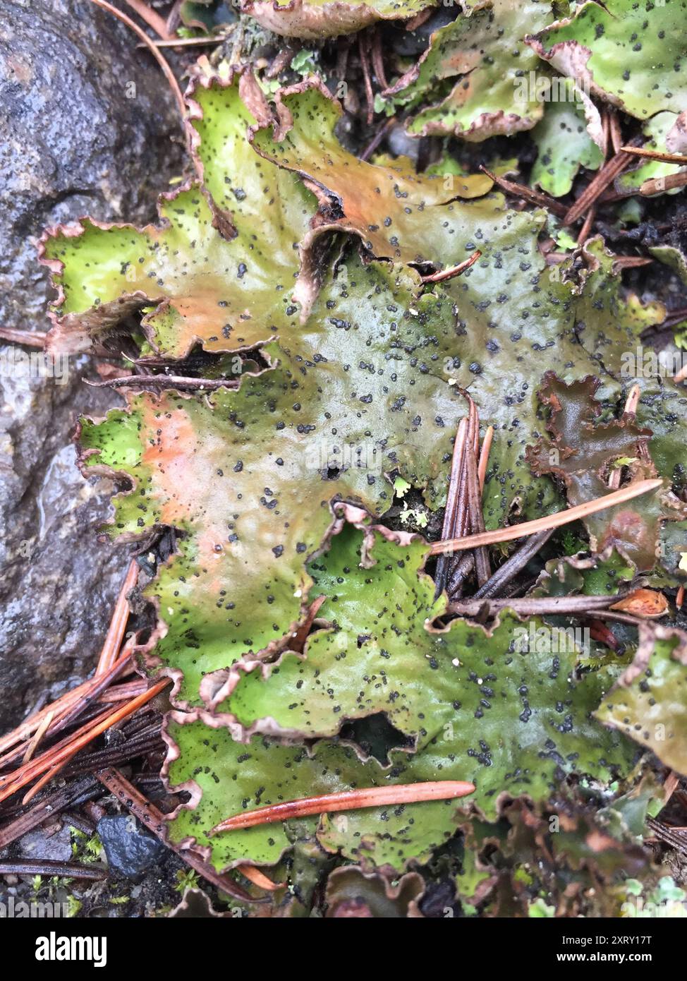 freckled pelt lichen (Peltigera aphthosa) Fungi Stock Photo - Alamy