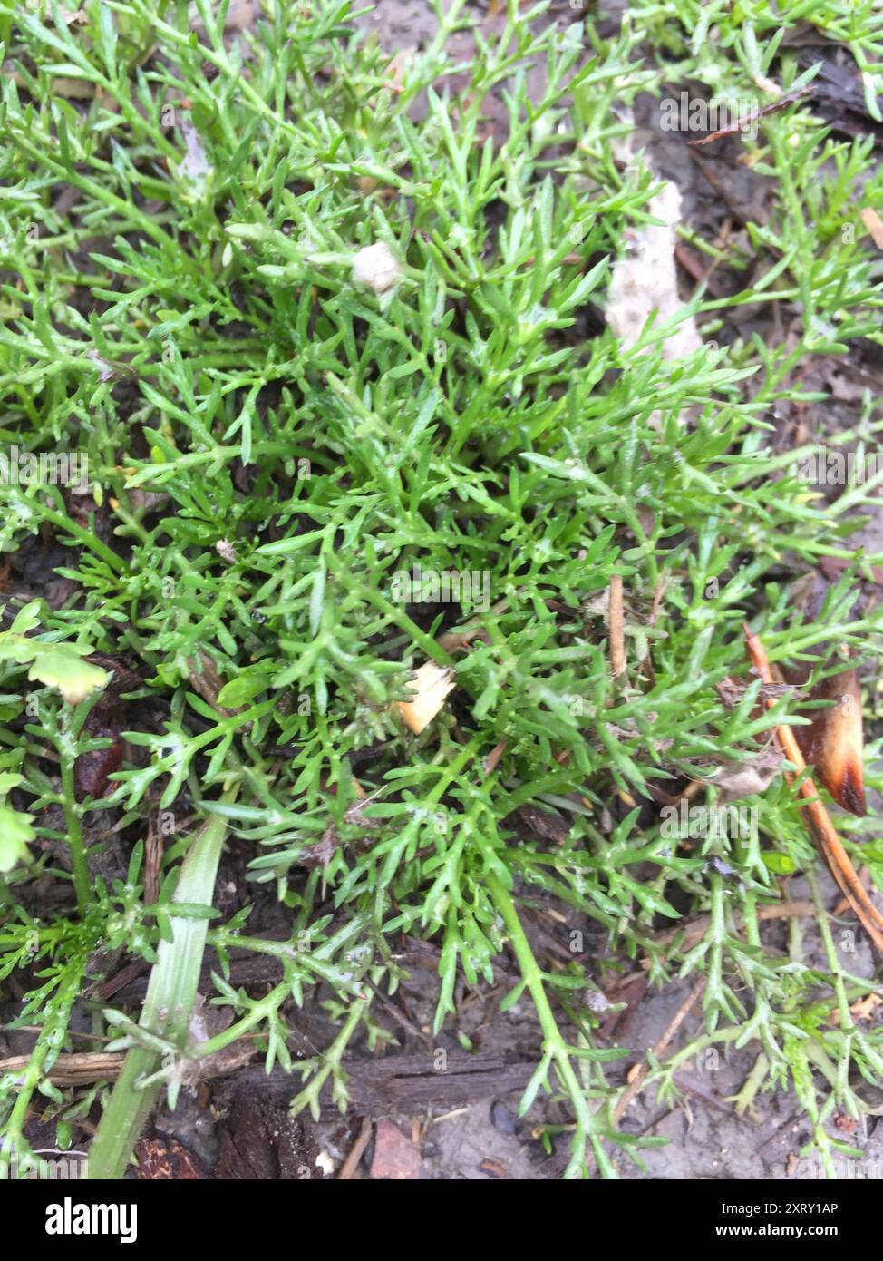 vascular plants (Tracheophyta) Plantae Stock Photo - Alamy