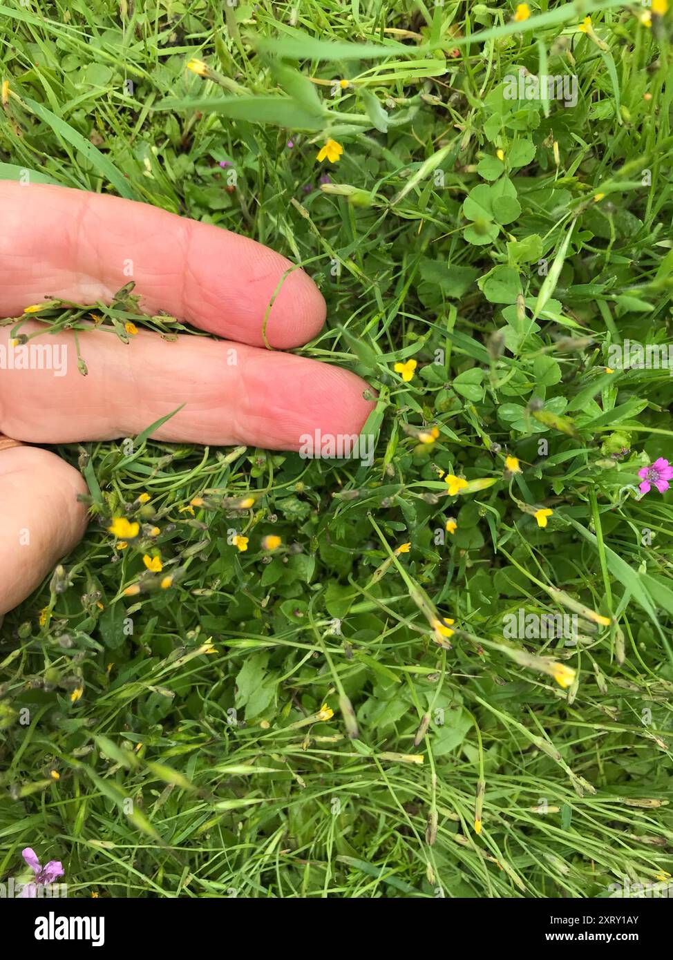 Smooth Cat's Ear (Hypochaeris glabra) Plantae Stock Photo - Alamy