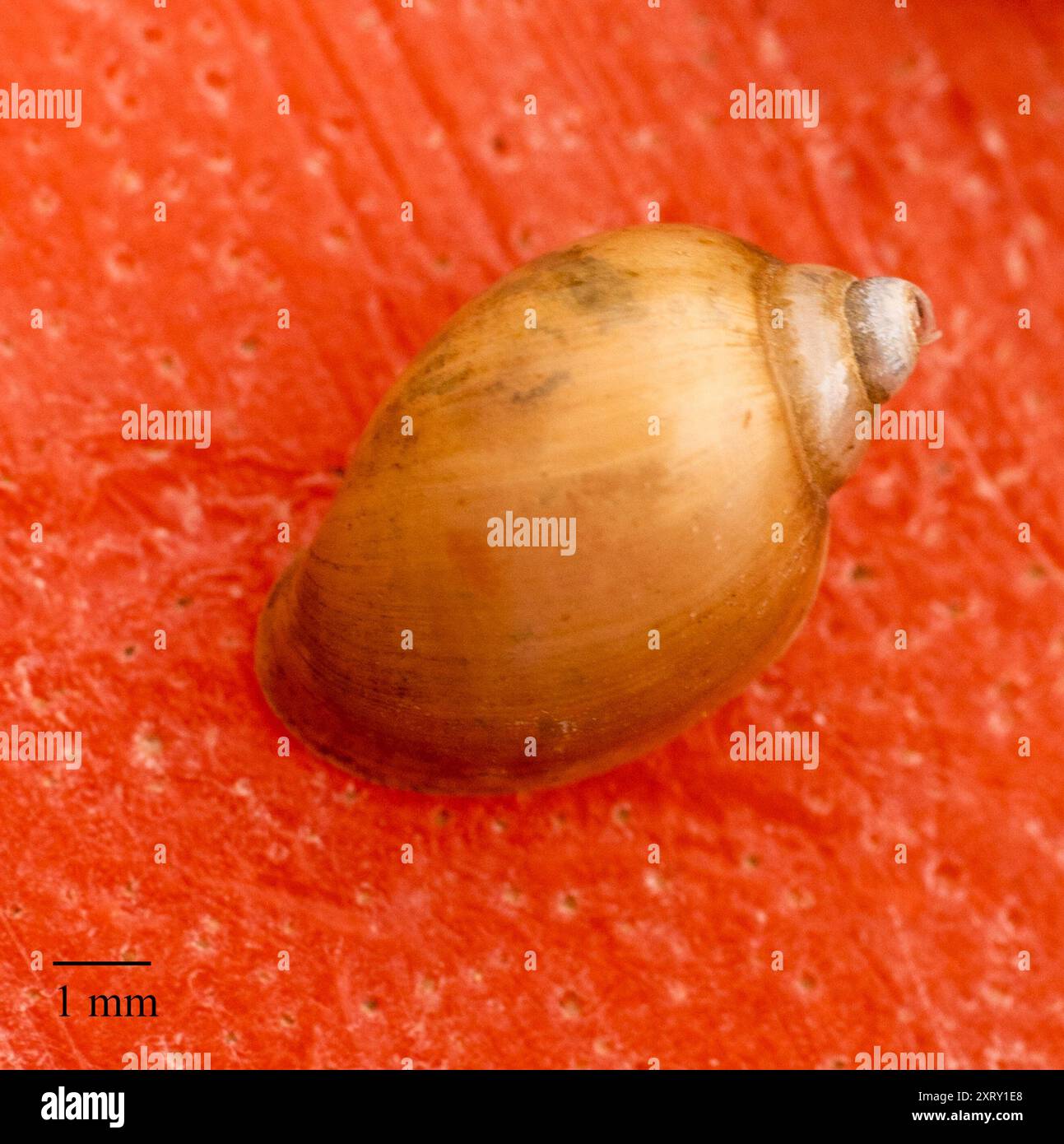 Physidae snails hi-res stock photography and images - Alamy