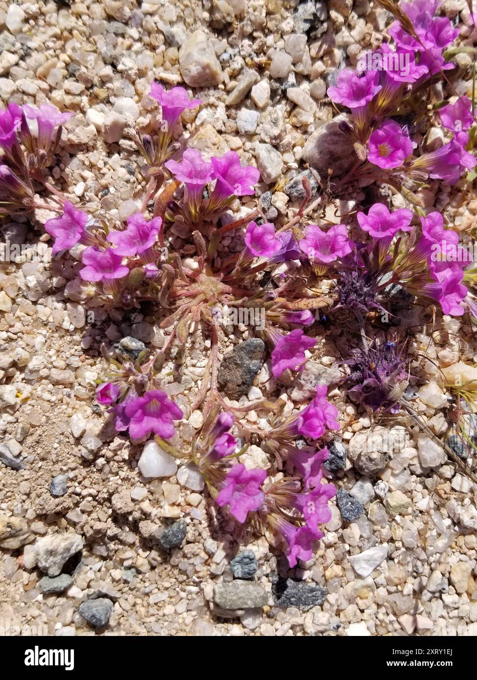 purple mat (Nama demissa) Plantae Stock Photo - Alamy
