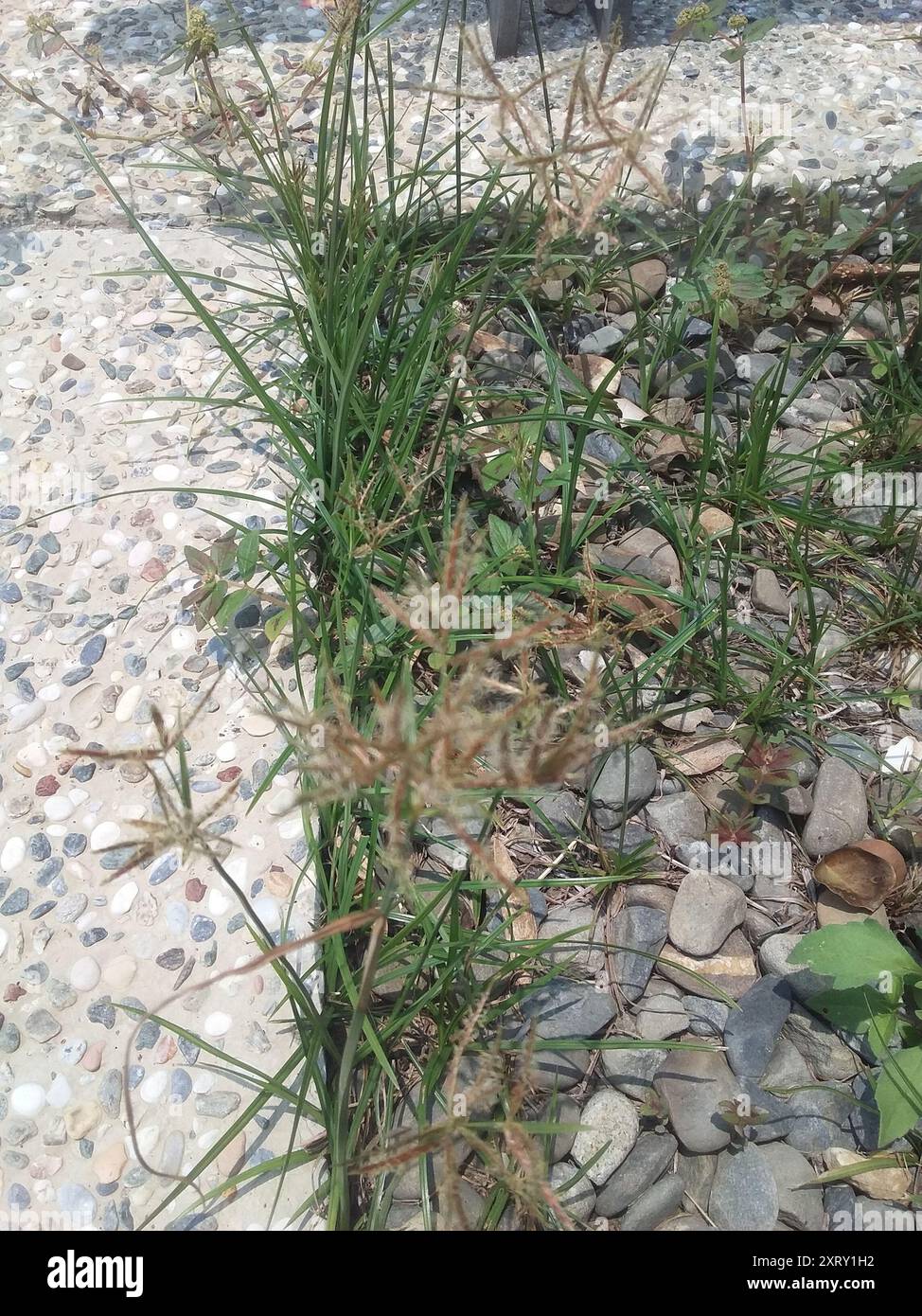 Purple nutsedge (Cyperus rotundus) Plantae Stock Photo - Alamy