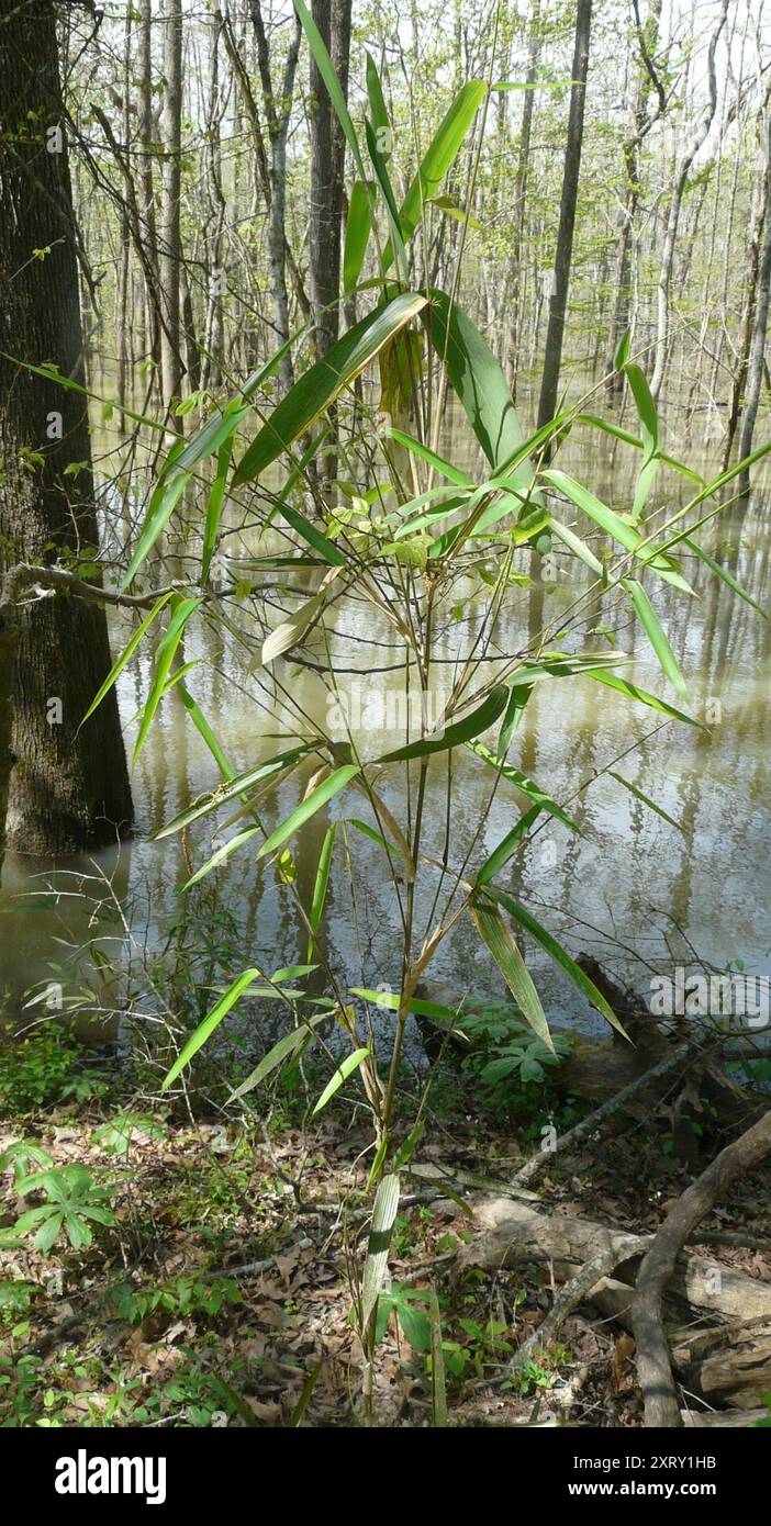 river cane (Arundinaria gigantea) Plantae Stock Photo - Alamy