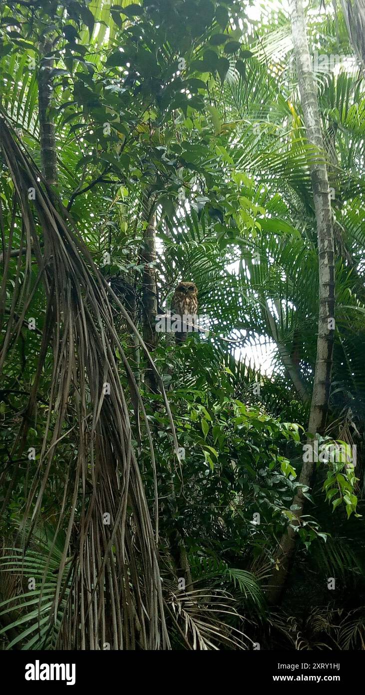 Southern Boobook (Ninox boobook) Aves Stock Photo - Alamy