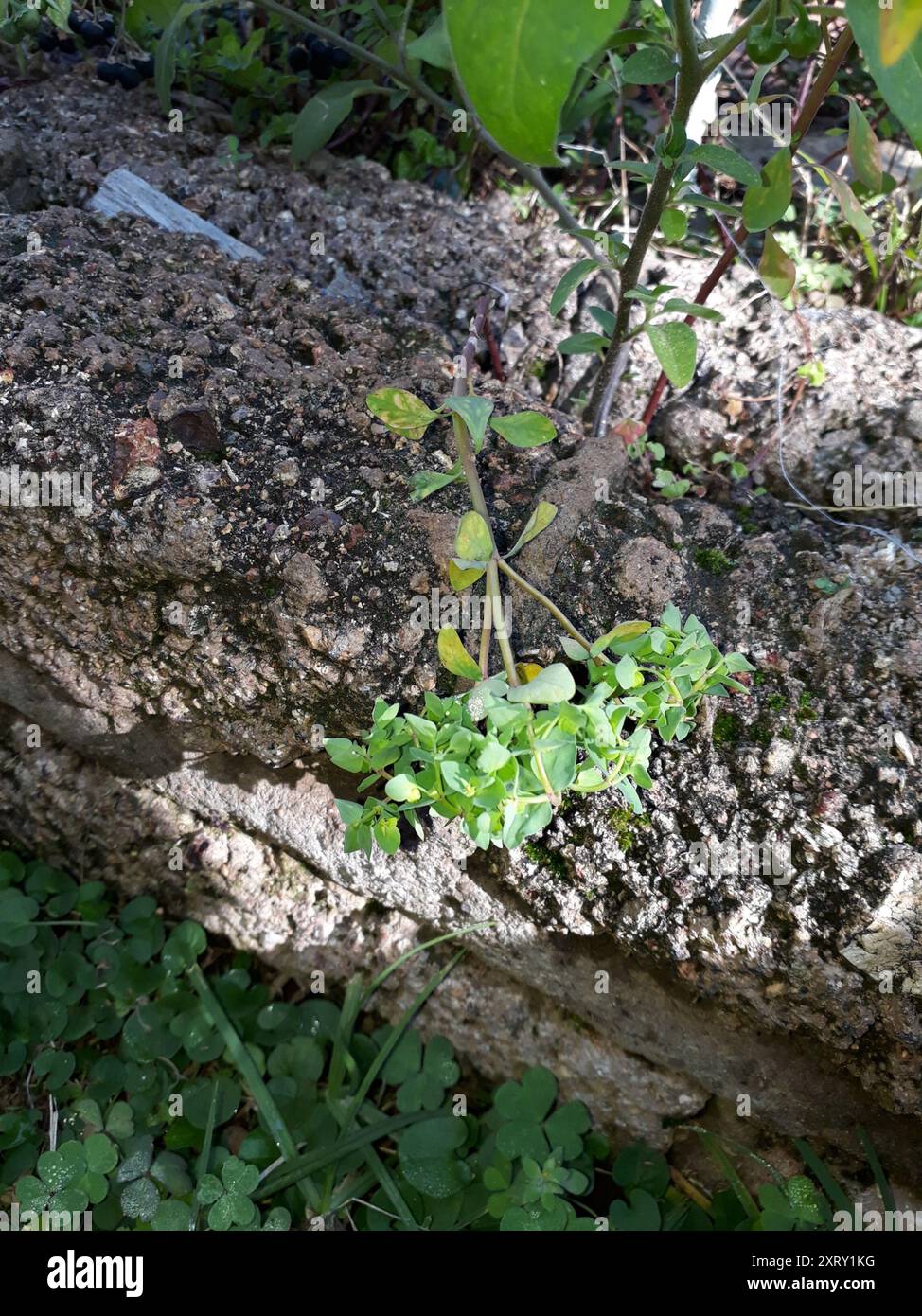 Petty Spurge (Euphorbia peplus) Plantae Stock Photo - Alamy