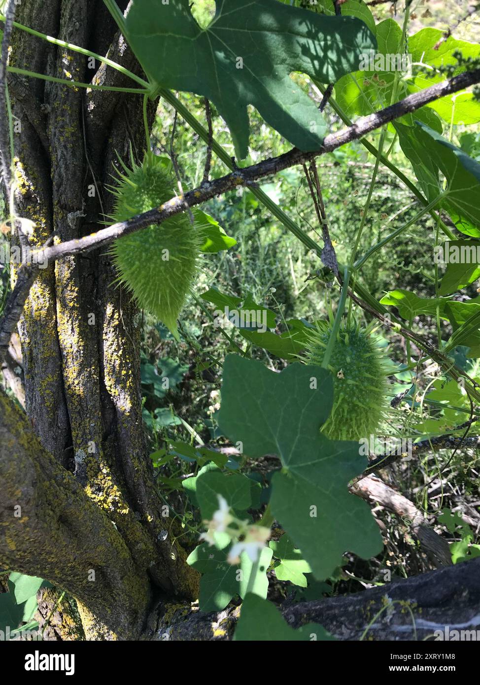 Man-roots (Marah) Plantae Stock Photo - Alamy