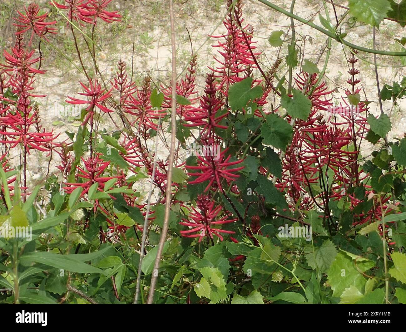 Coral Bean (Erythrina herbacea) Plantae Stock Photo - Alamy
