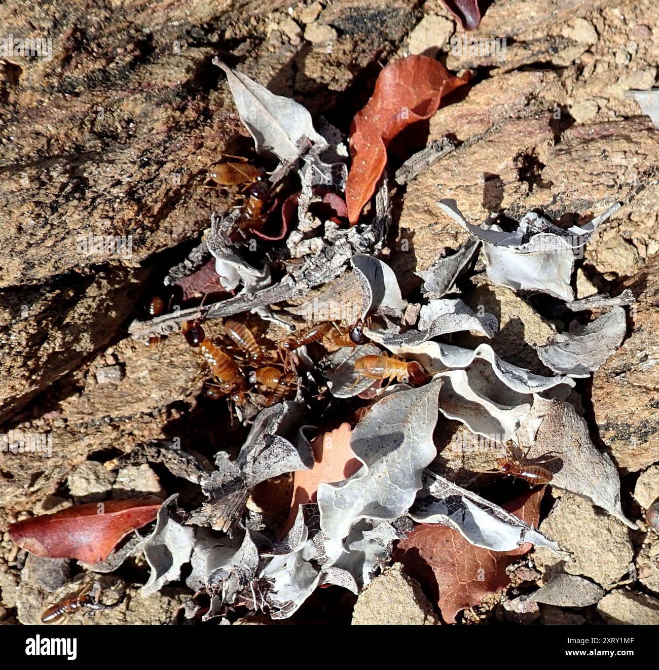 Southern Harvester Termite (Microhodotermes viator) Insecta Stock Photo ...