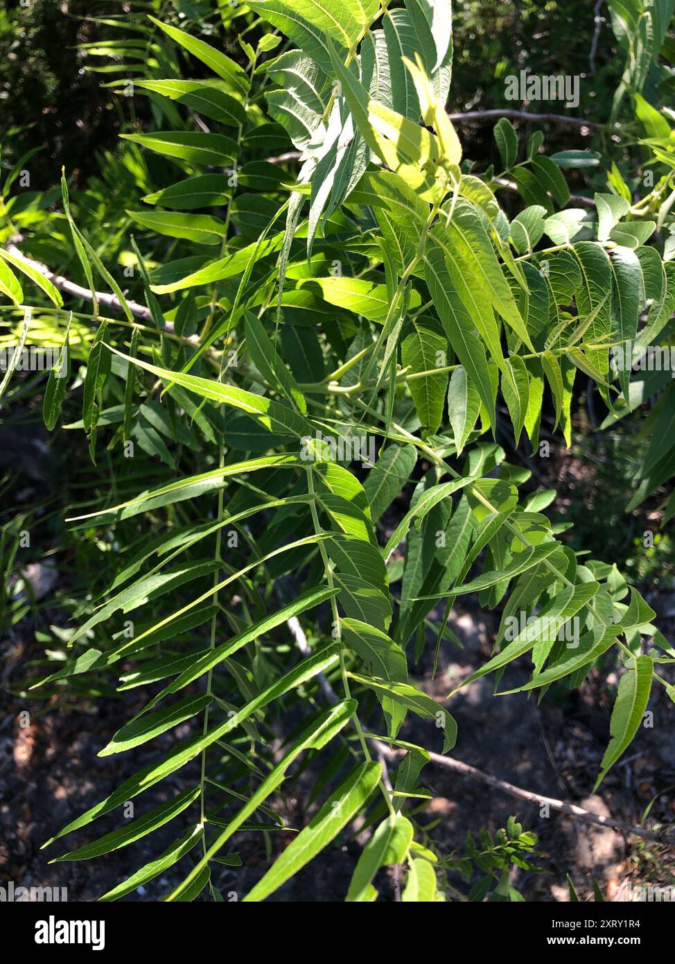 Little Walnut (Juglans microcarpa) Plantae Stock Photo - Alamy