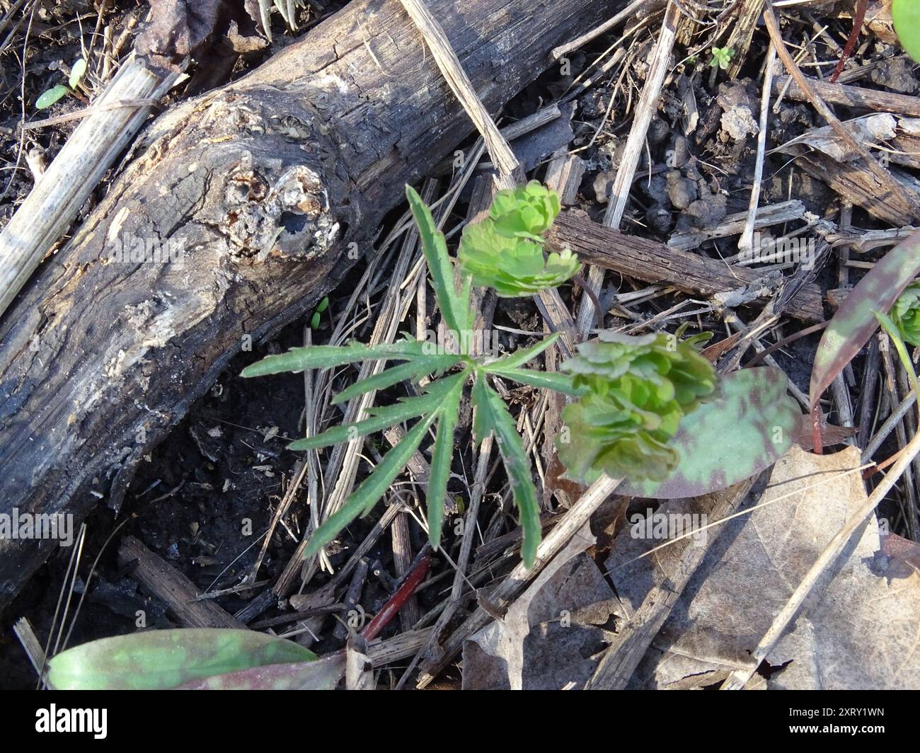 cut-leaved toothwort (Cardamine concatenata) Plantae Stock Photo - Alamy