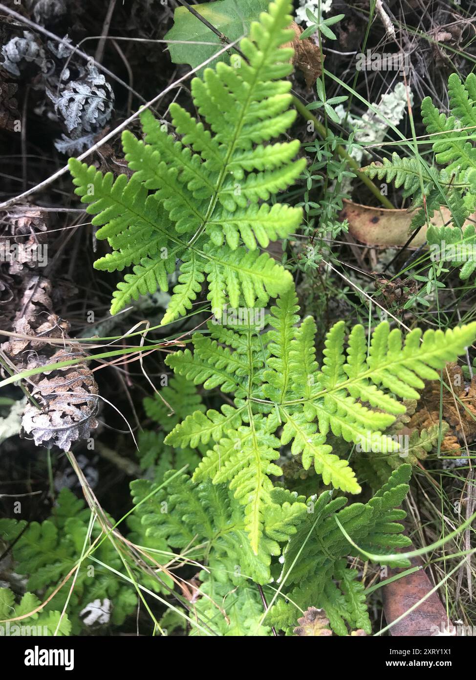 San Diego Silverback Fern (Pentagramma glanduloviscida) Plantae Stock ...