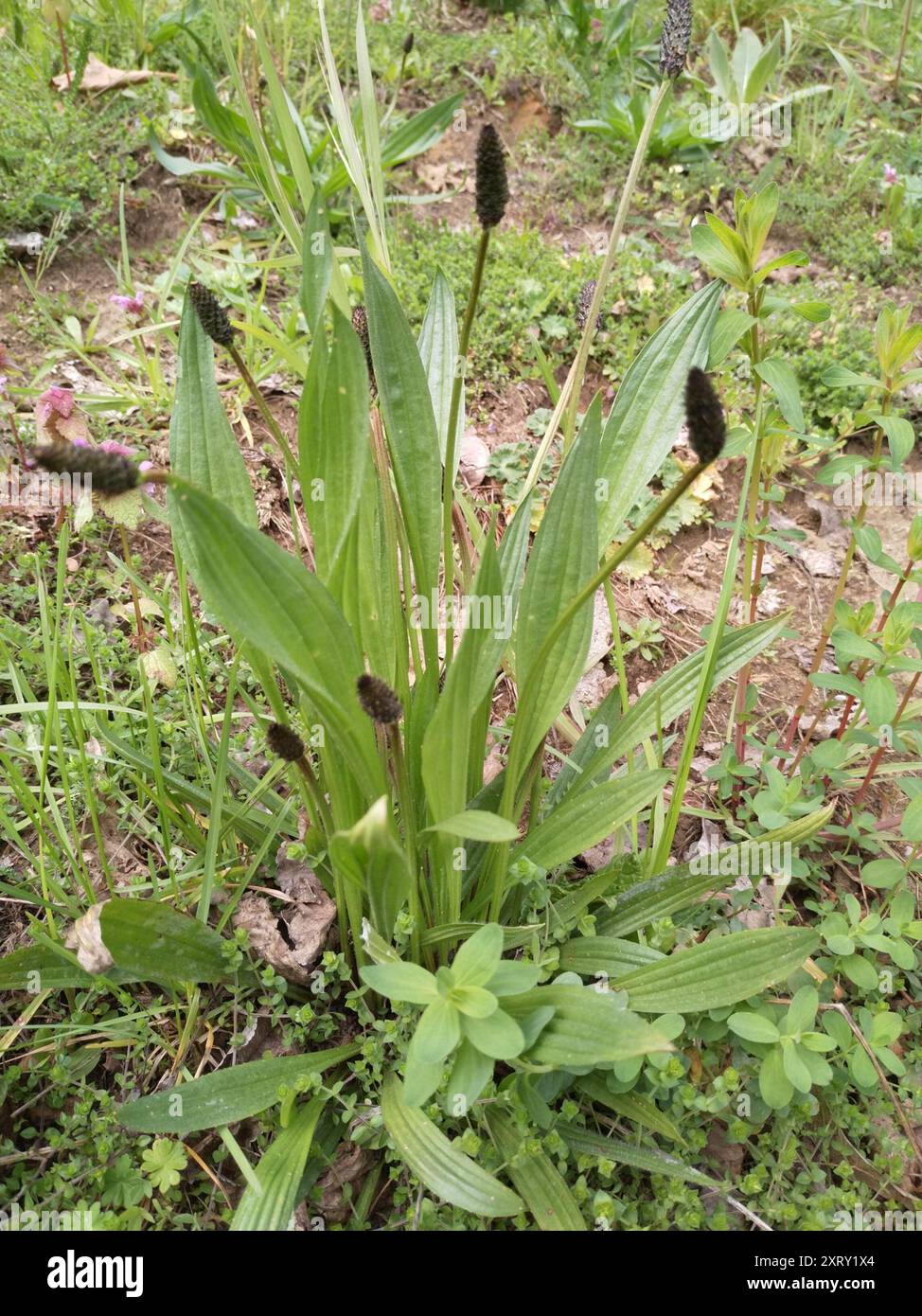 ribwort plantain (Plantago lanceolata) Plantae Stock Photo - Alamy