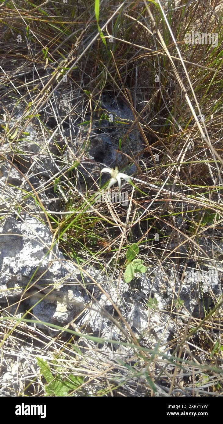 whitetop sedge (Rhynchospora colorata) Plantae Stock Photo - Alamy