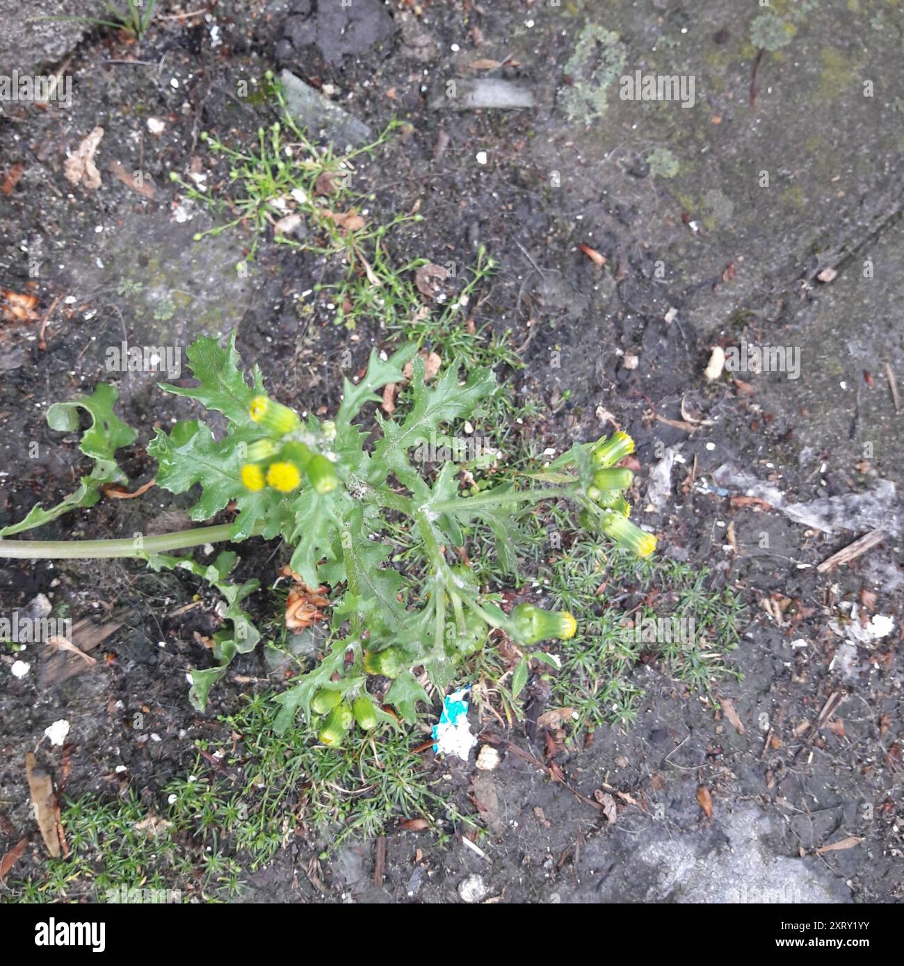 common groundsel (Senecio vulgaris) Plantae Stock Photo - Alamy