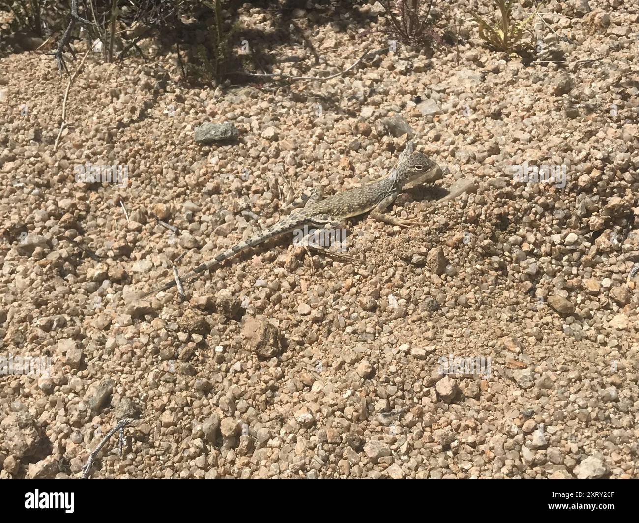 Zebra-tailed Lizard (Callisaurus draconoides) Reptilia Stock Photo - Alamy