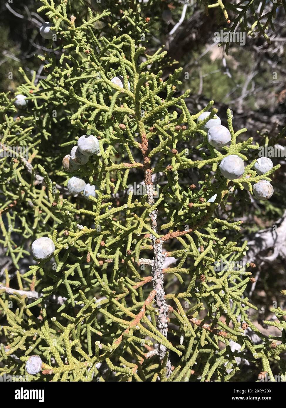 Utah Juniper (Juniperus osteosperma) Plantae Stock Photo - Alamy