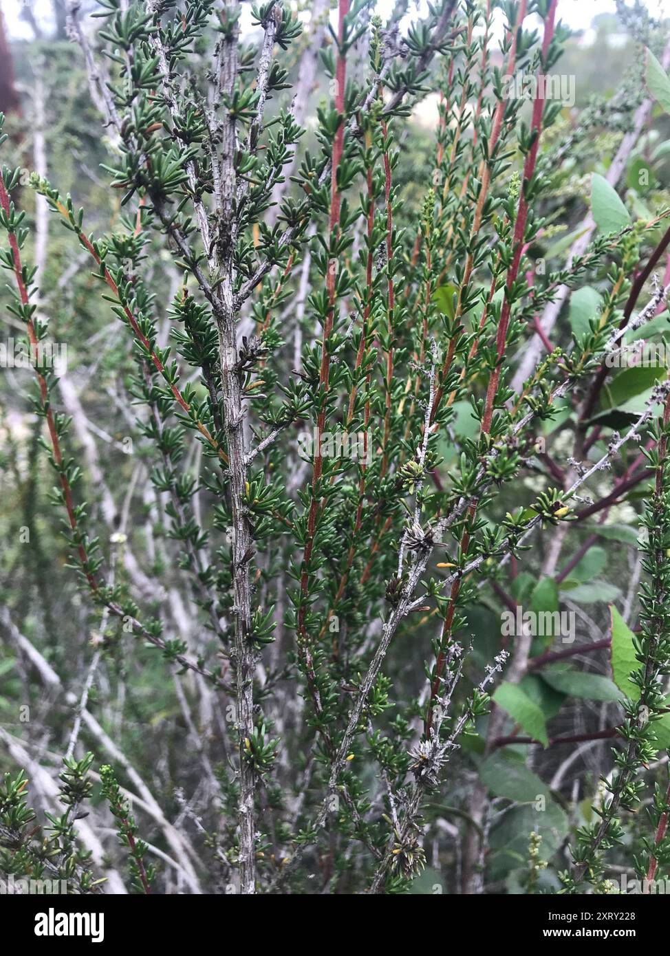 chamise (Adenostoma fasciculatum) Plantae Stock Photo - Alamy