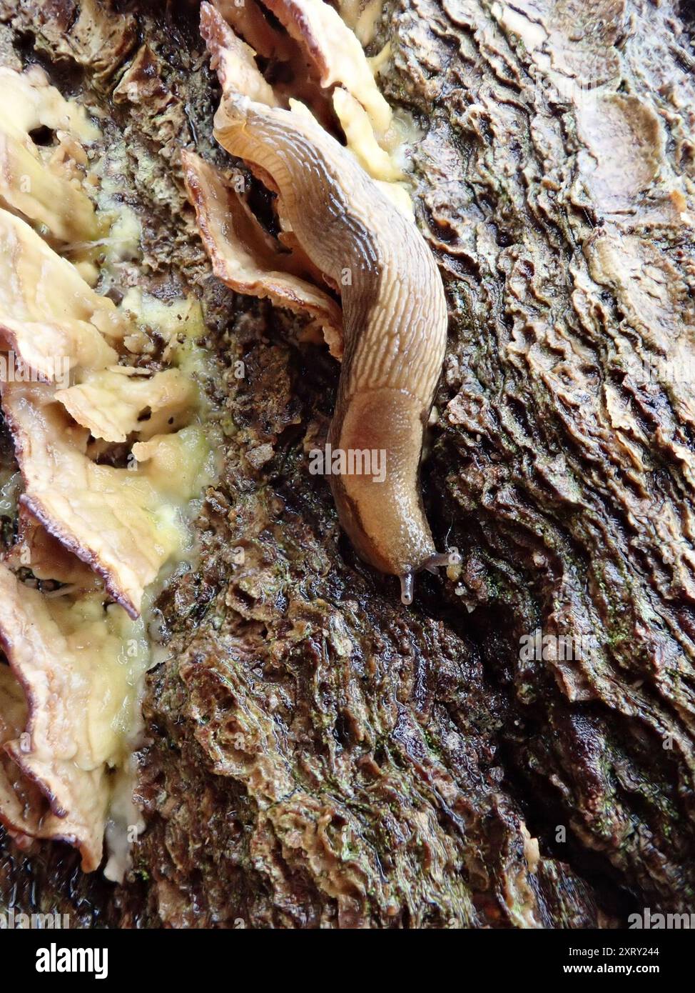 Western Dusky Slug (Arion subfuscus) Mollusca Stock Photo - Alamy
