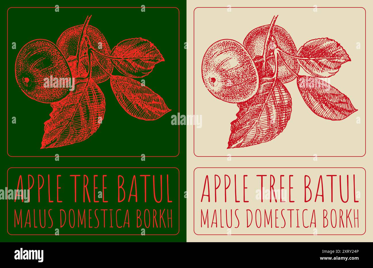 Vector drawing APPLE TREE BATUL. Hand drawn illustration. Latin name is ...
