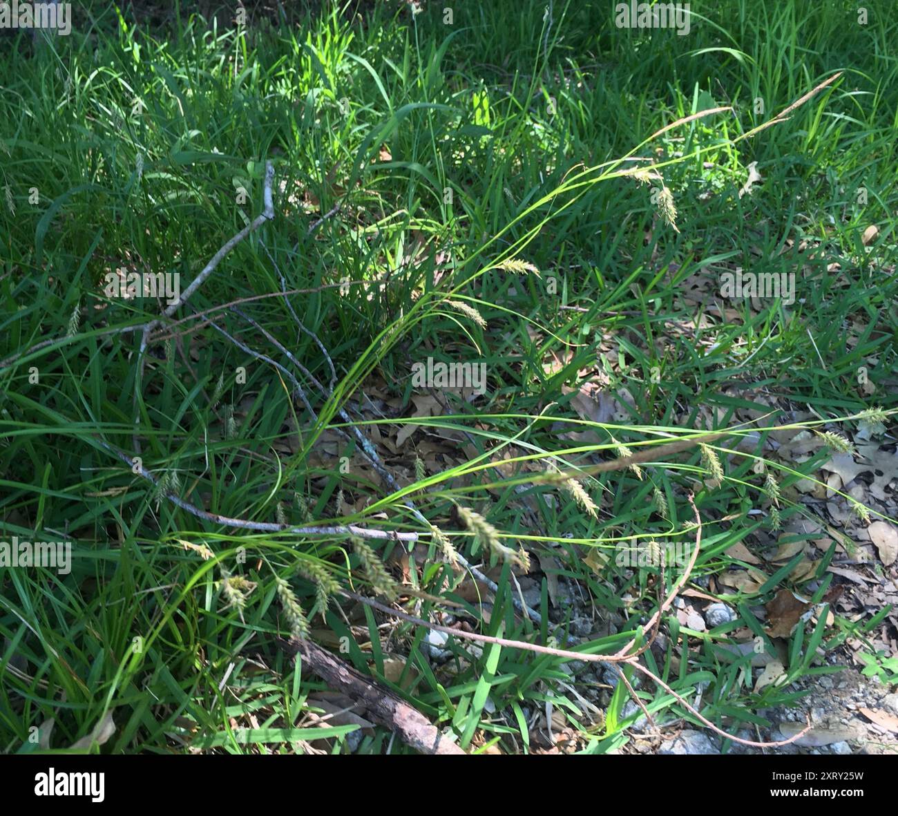 Cherokee sedge (Carex cherokeensis) Plantae Stock Photo - Alamy