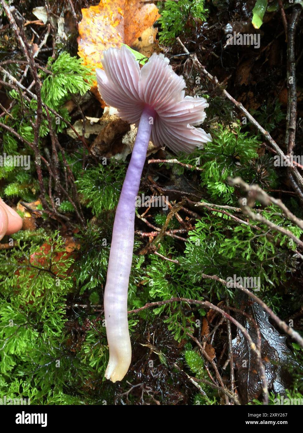 mauve splitting waxcap (Porpolomopsis lewelliniae) Fungi Stock Photo ...