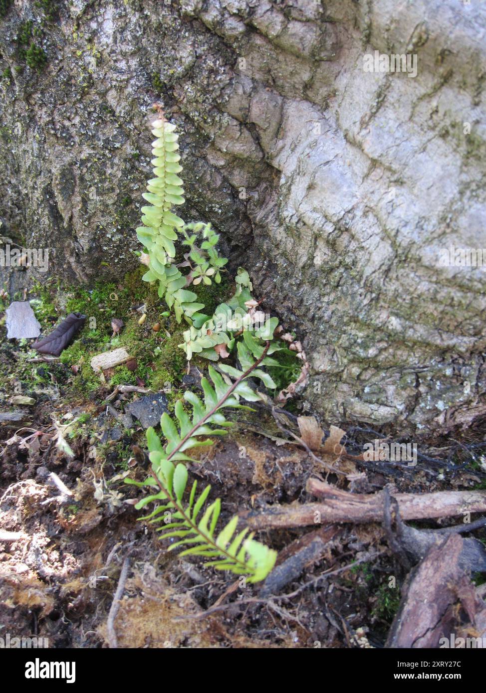 ebony spleenwort (Asplenium platyneuron) Plantae Stock Photo - Alamy